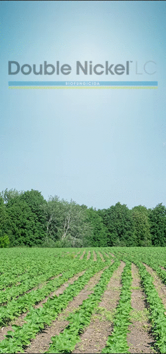 Cazahuate, todo sobre este sorprendente árbol nativo - Cultiva Futuro