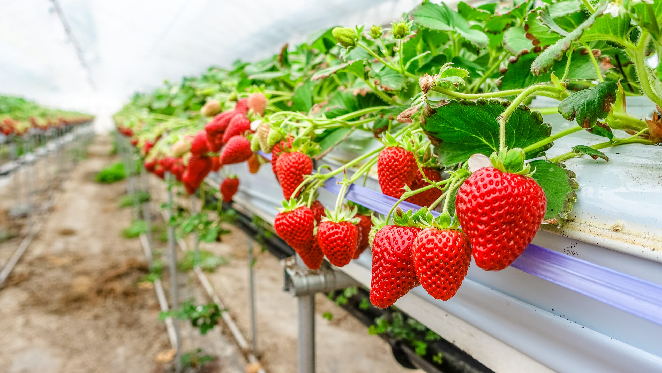 México: gran productor de berries - Cultiva Futuro