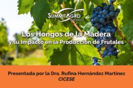 Biofase: bioplástico a base de hueso de aguacate - Cultiva Futuro