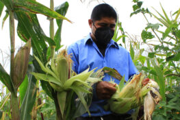 El Grupo Chapalote: Una Diversidad de Maíz - Cultiva Futuro