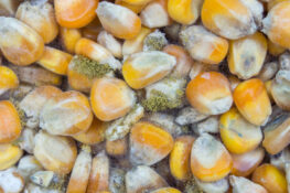 El Grupo Chapalote: Una Diversidad de Maíz - Cultiva Futuro