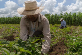 El Grupo Chapalote: Una Diversidad de Maíz - Cultiva Futuro