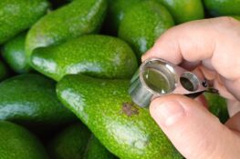 Los beneficios del Cuajinicuil, un raro fruto mexicano - Cultiva Futuro