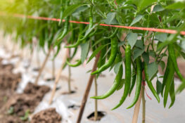 Cazahuate, todo sobre este sorprendente árbol nativo - Cultiva Futuro