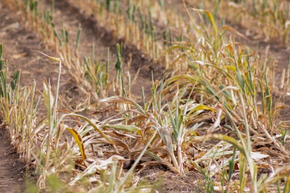 El Grupo Chapalote: Una Diversidad de Maíz - Cultiva Futuro