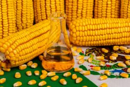 El Grupo Chapalote: Una Diversidad de Maíz - Cultiva Futuro